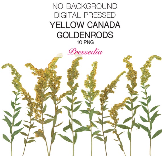Goldenrod Flower Clipart