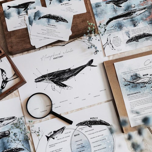 Ocean Animals Unit BUNDLE Nature Study Math Language Arts - Etsy