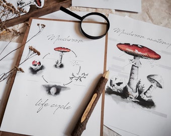 MUSHROOM Unit Study, Life Cycle, Anatomy, Nature Study, Science ...