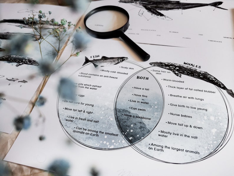 Whale Unit Study | Etsy