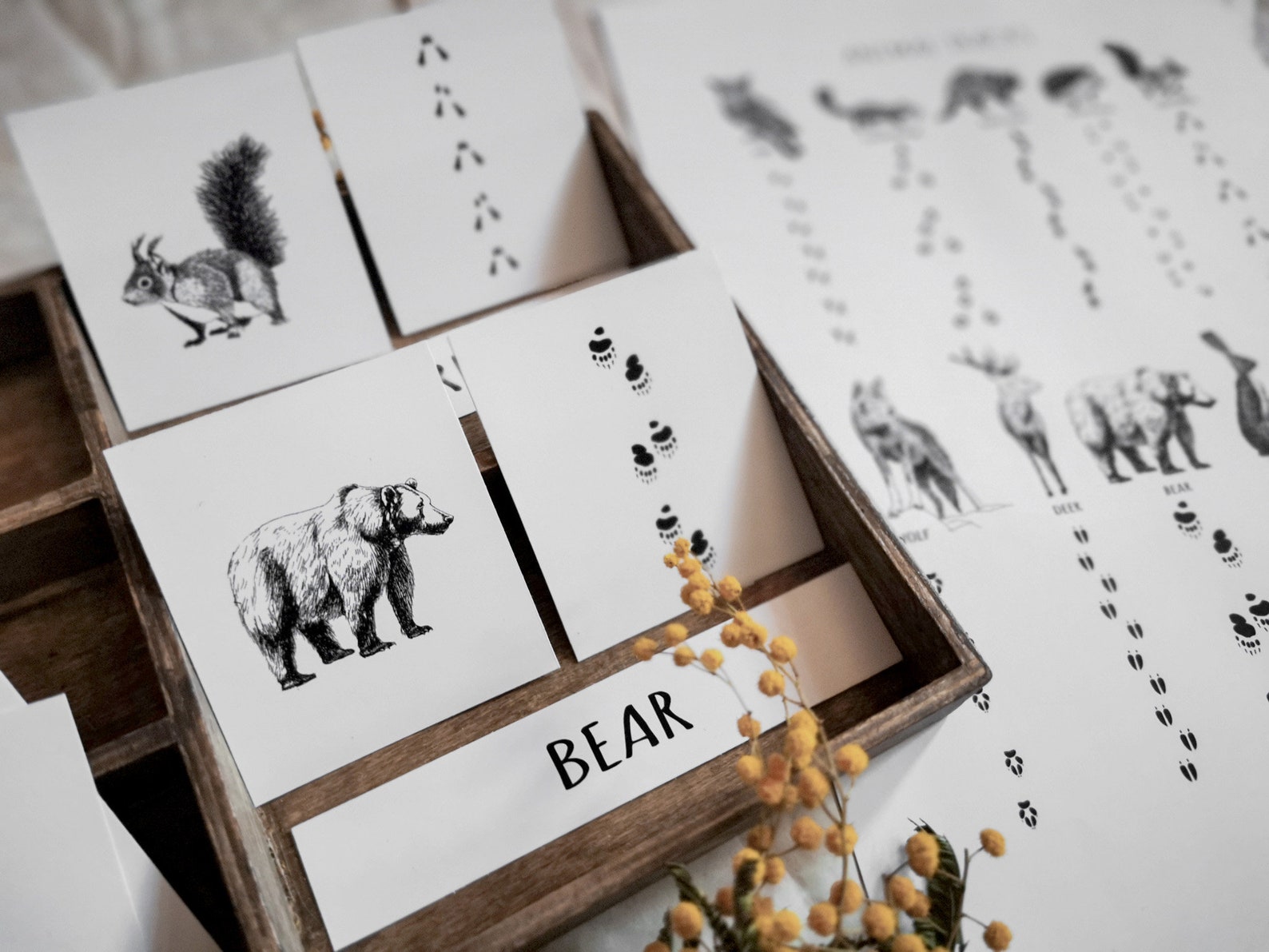 Printable Animal Tracks Print Cards Forest Animal Tracks - Etsy