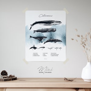Educational Cetaceans Print for Classroom, Whale and Dolphin ...
