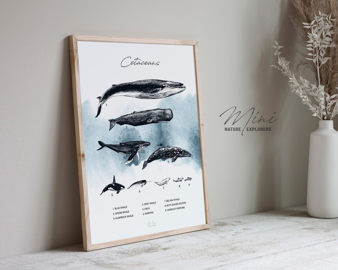 Educational Cetaceans Print for Classroom, Whale and Dolphin ...