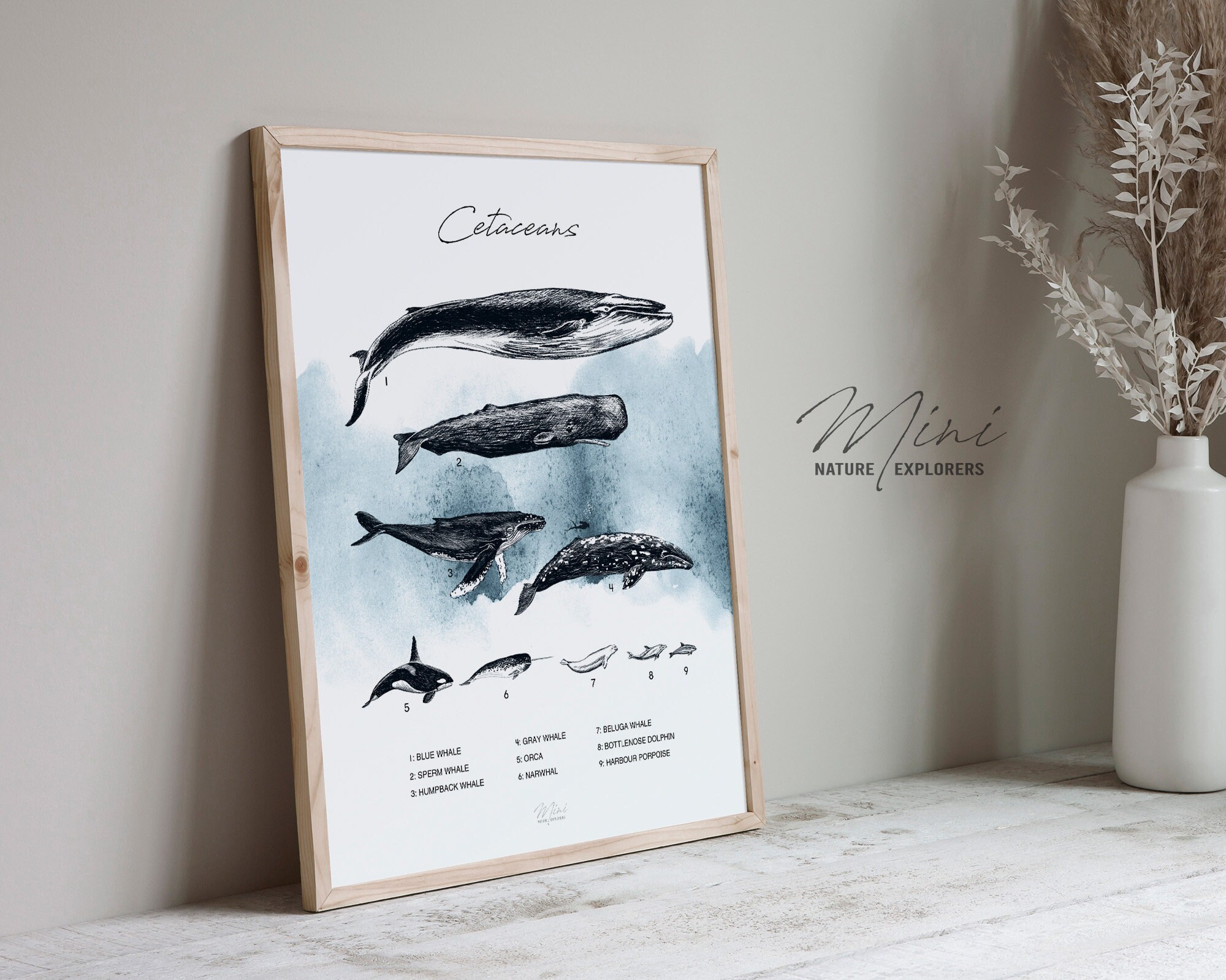Educational Cetaceans Print for Classroom, Whale and Dolphin ...