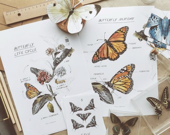 Painted Lady Butterfly Unit Study Bundle - Etsy