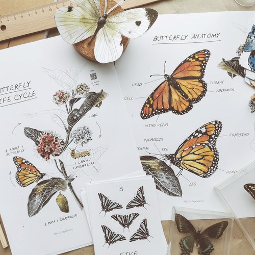 Monarch Butterfly Mini Nature Study - Etsy