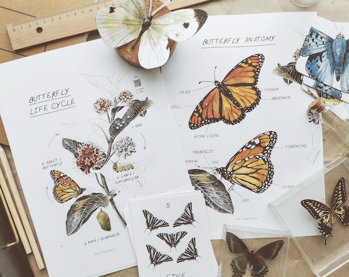 Midwest Insect Collection Labeled Assorted Butterflies Beetles Flies ...