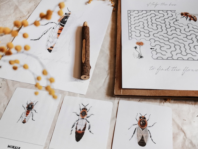 Honey Bee Unit Study - Etsy