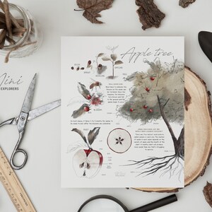 Educational Apple Tree Print for Classroom, Printable Homeschooling ...