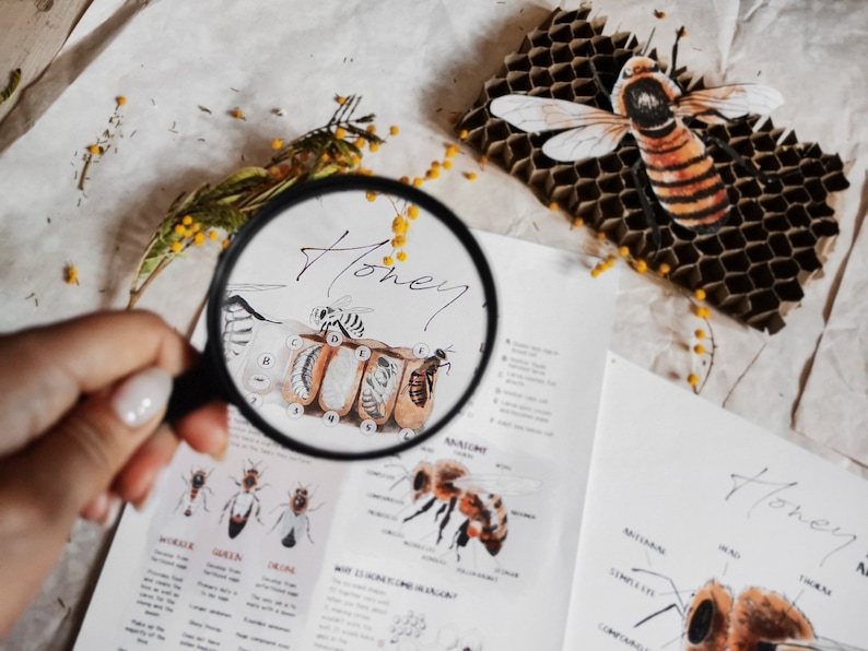 Honey Bee Unit Study - Etsy
