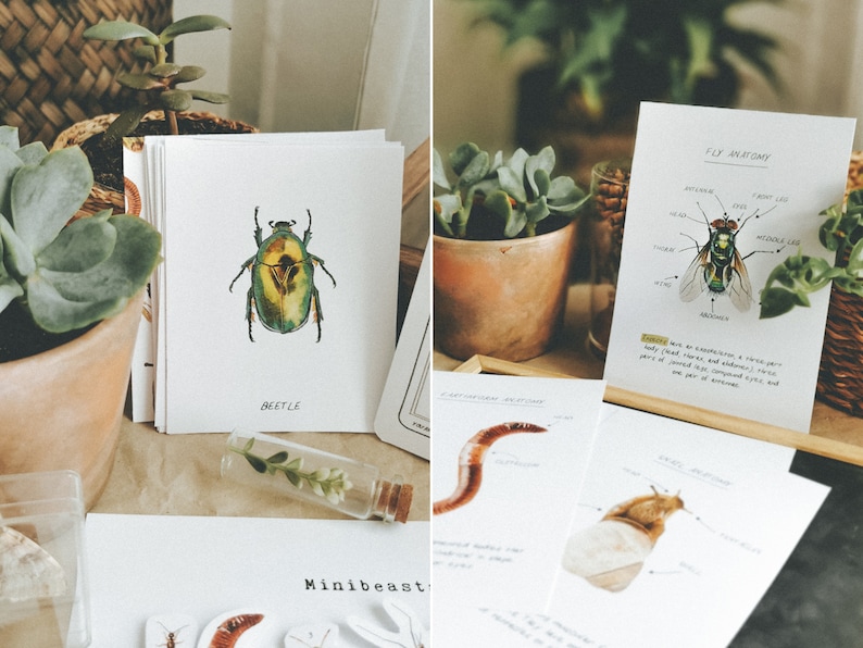 Minibeast Unit Study 66 Pages - Etsy