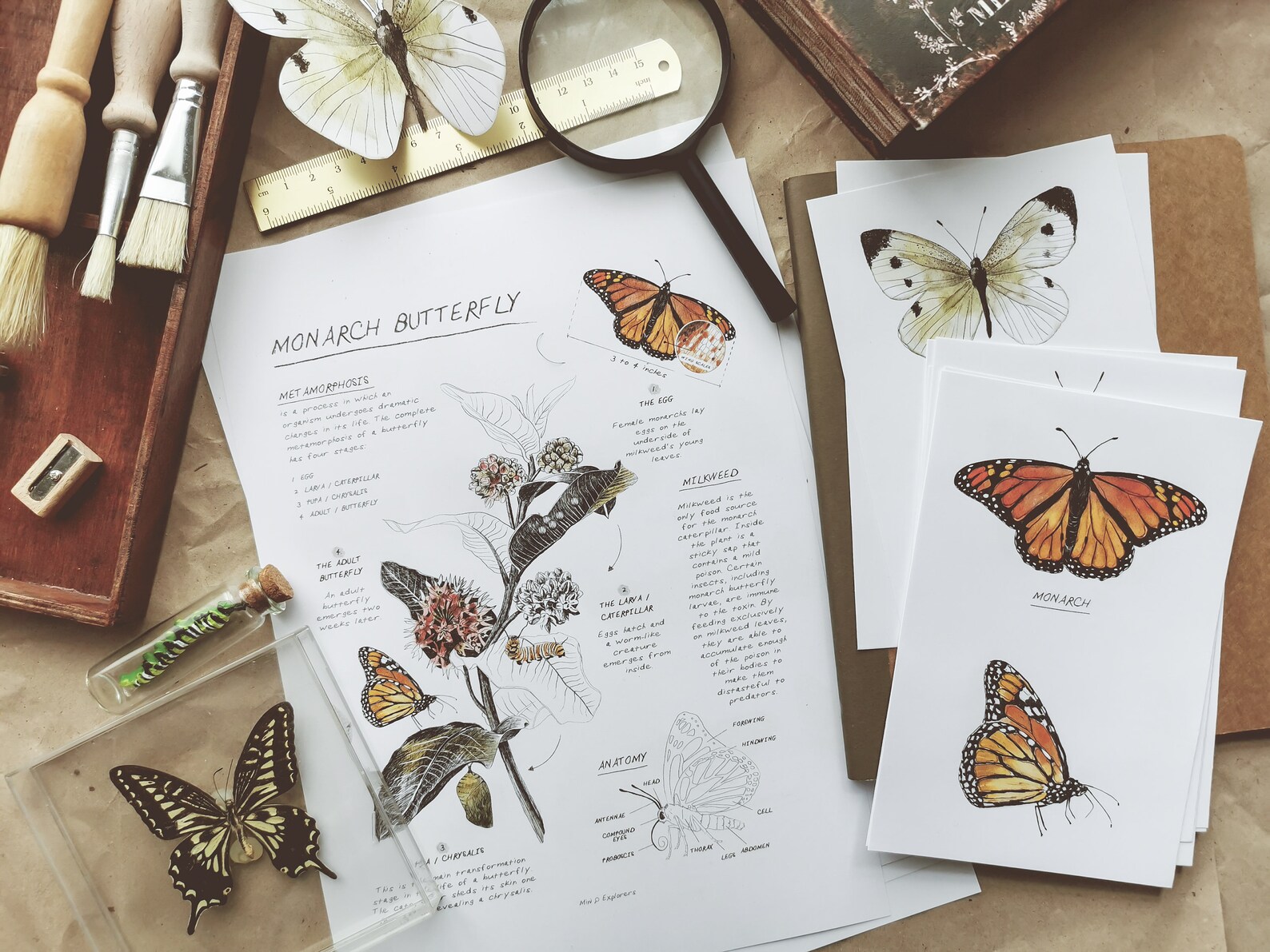Monarch Butterfly Unit Study 42 Pages - Etsy