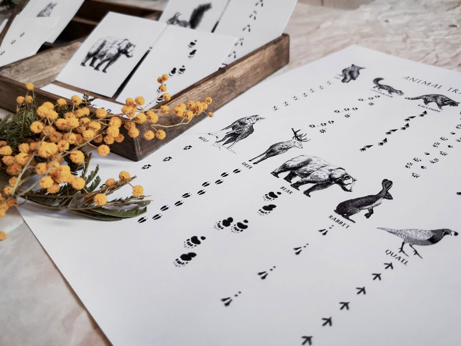 Printable Animal Tracks Print Cards Forest Animal Tracks - Etsy