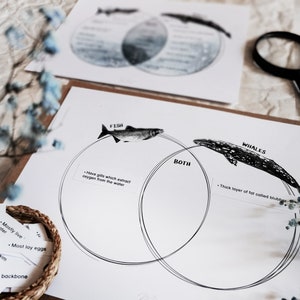 Whale Unit Study - Etsy