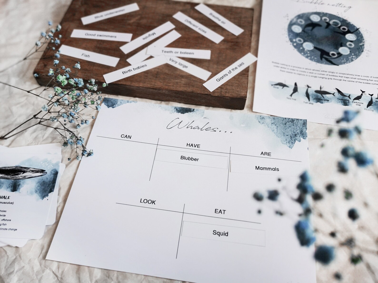 Whale Unit Study | Etsy