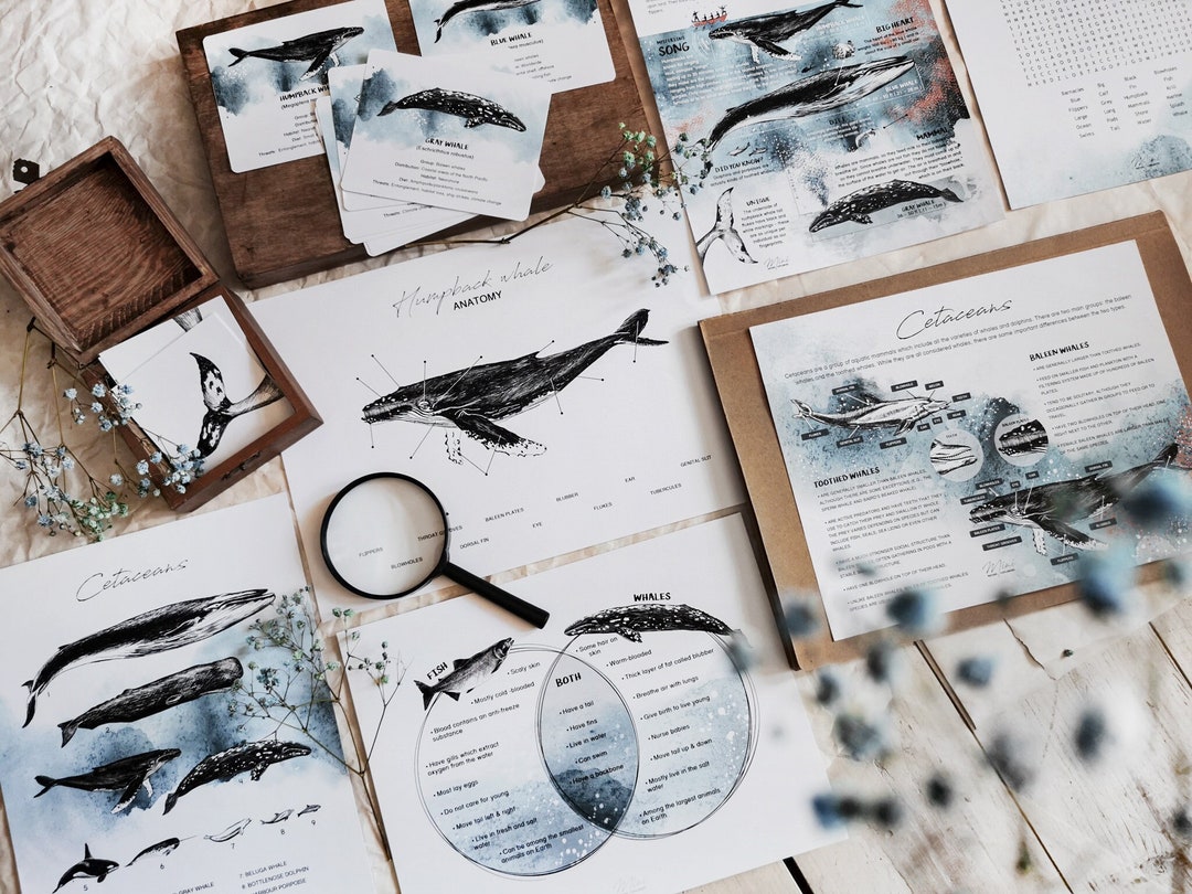 Whale Unit Study - Etsy