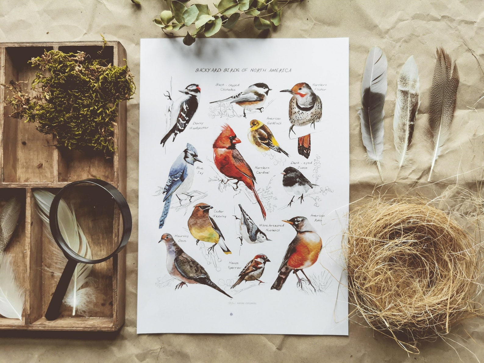 Backyard Birds of North America Poster Printable - Etsy