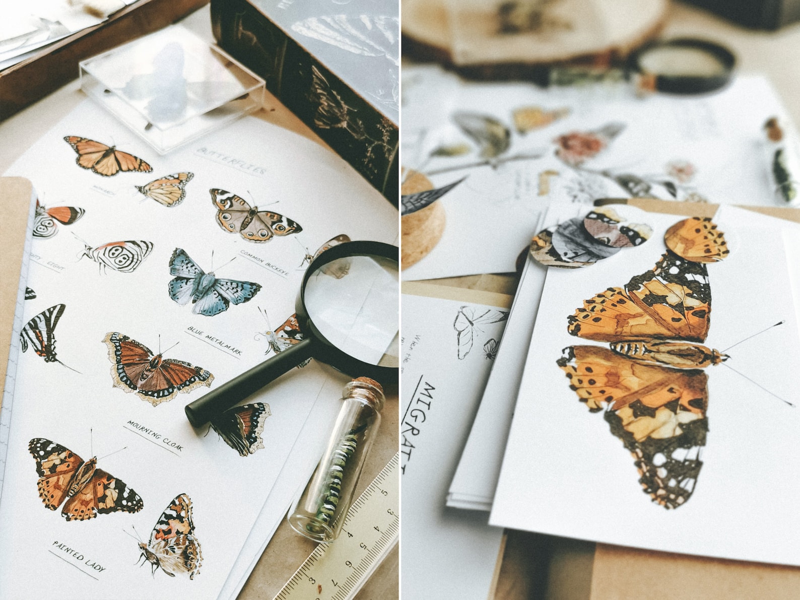 Monarch Butterfly Unit Study 42 Pages - Etsy