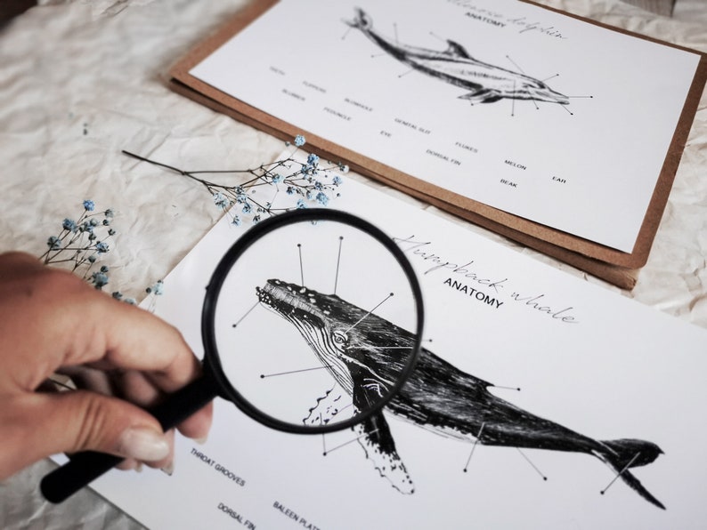 Whale Unit Study | Etsy