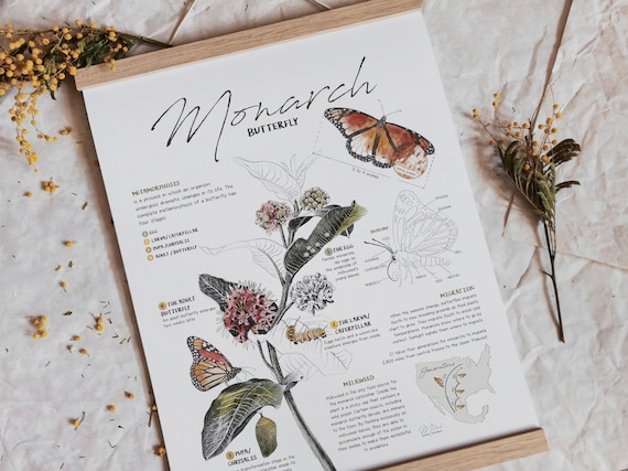 Educational Monarch Butterfly Print for Classroom Printable | Etsy