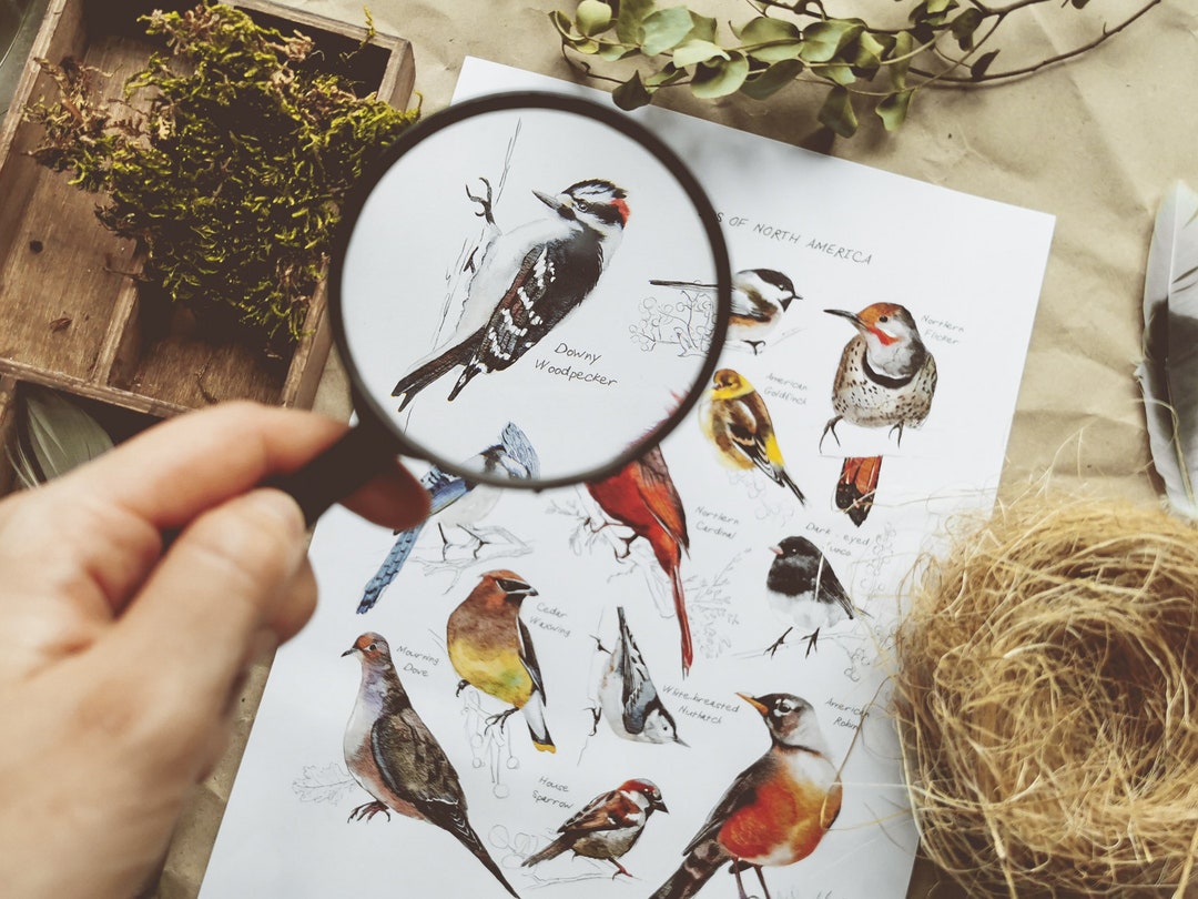 Backyard Birds of North America Poster, Printable Homeschooling Wall ...