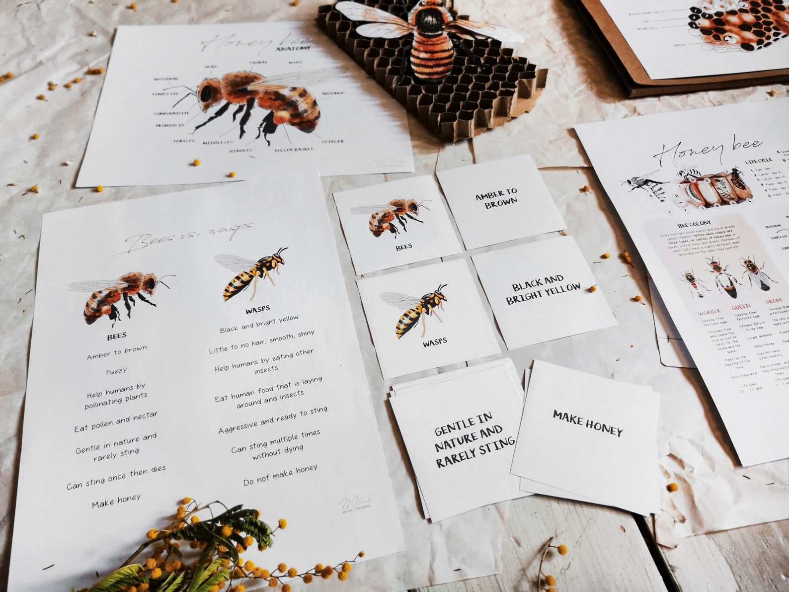 Honey Bee Unit Study - Etsy