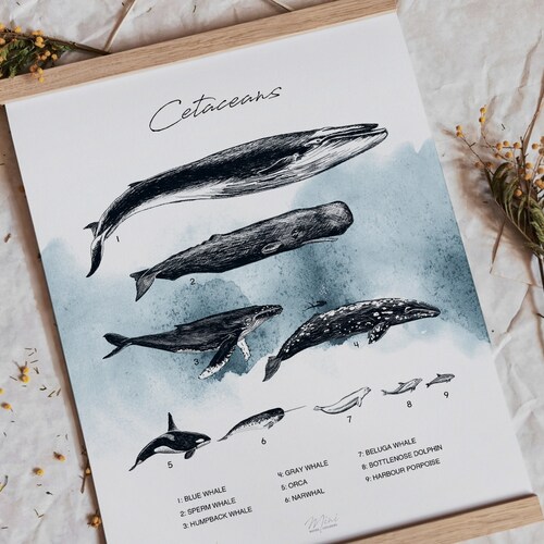 Educational Cetaceans Print for Classroom Whale and Dolphin - Etsy