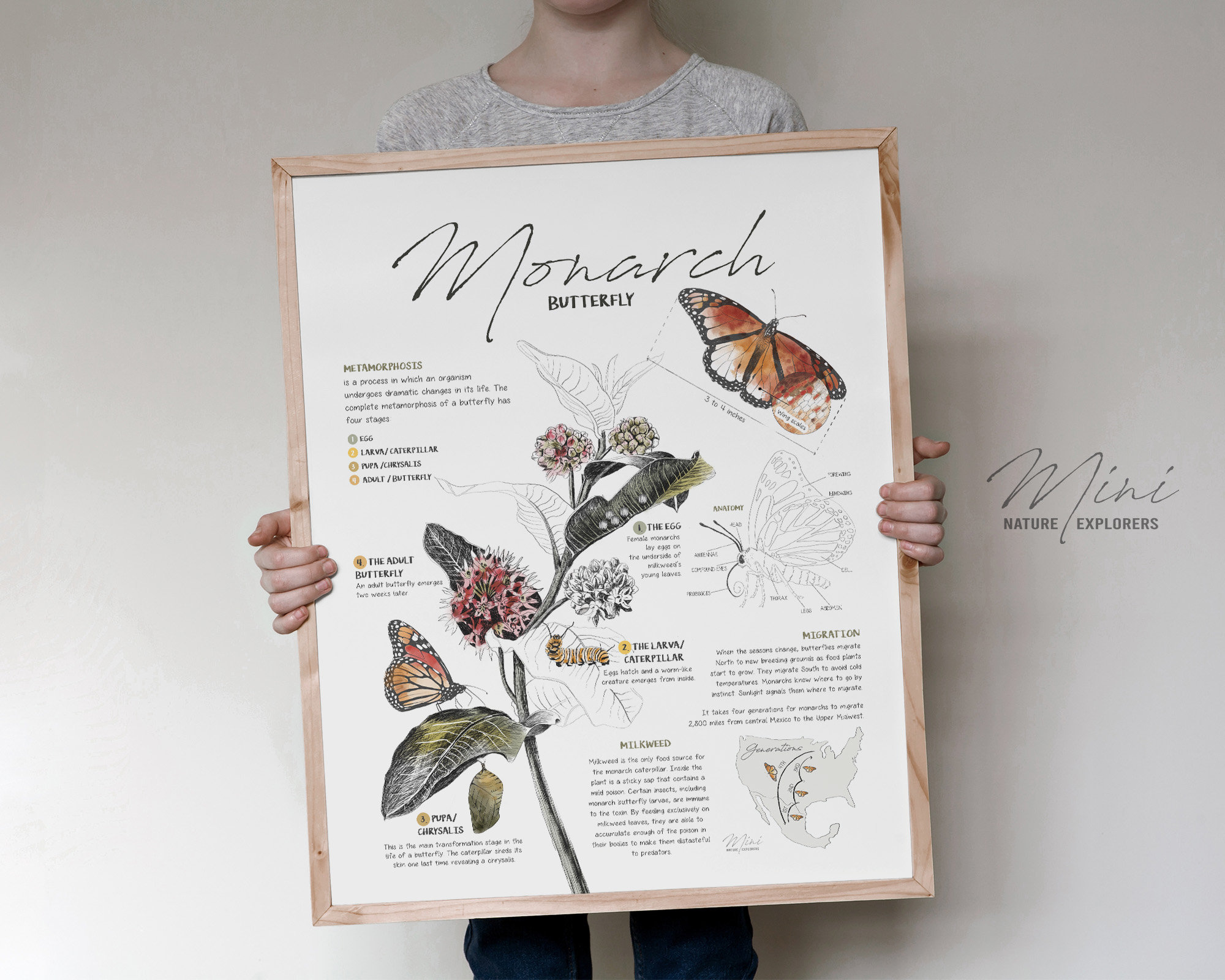 Educational Monarch Butterfly Print for Classroom Printable | Etsy