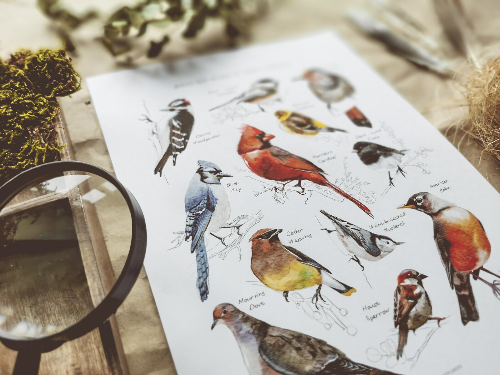 Backyard Birds of North America Poster, Printable Homeschooling Wall ...