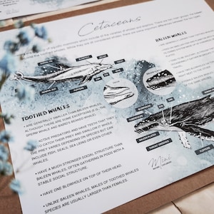 Whale Unit Study - Etsy