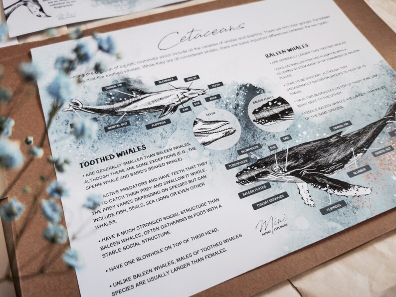 Whale Unit Study | Etsy