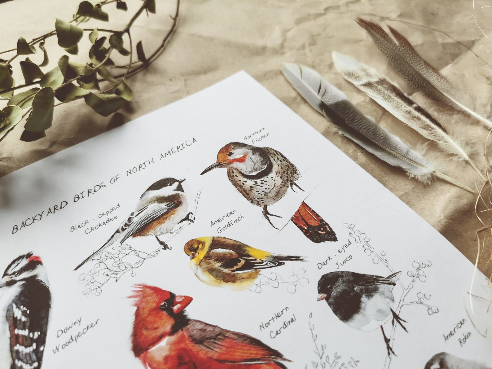 Backyard Birds of North America Poster Printable - Etsy