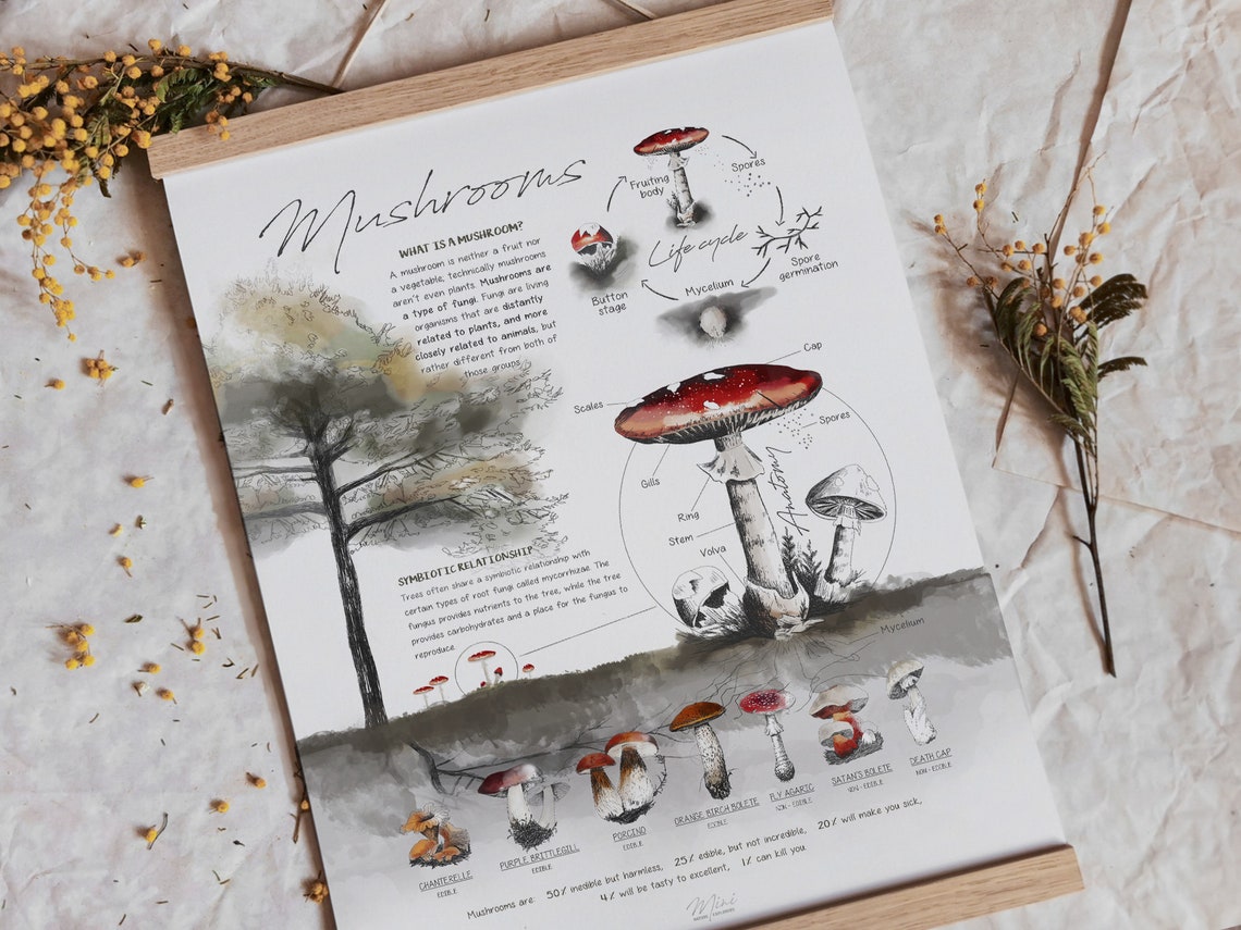 Educational Mushroom Wall Art, Homeschool Decor, Printable Classroom ...