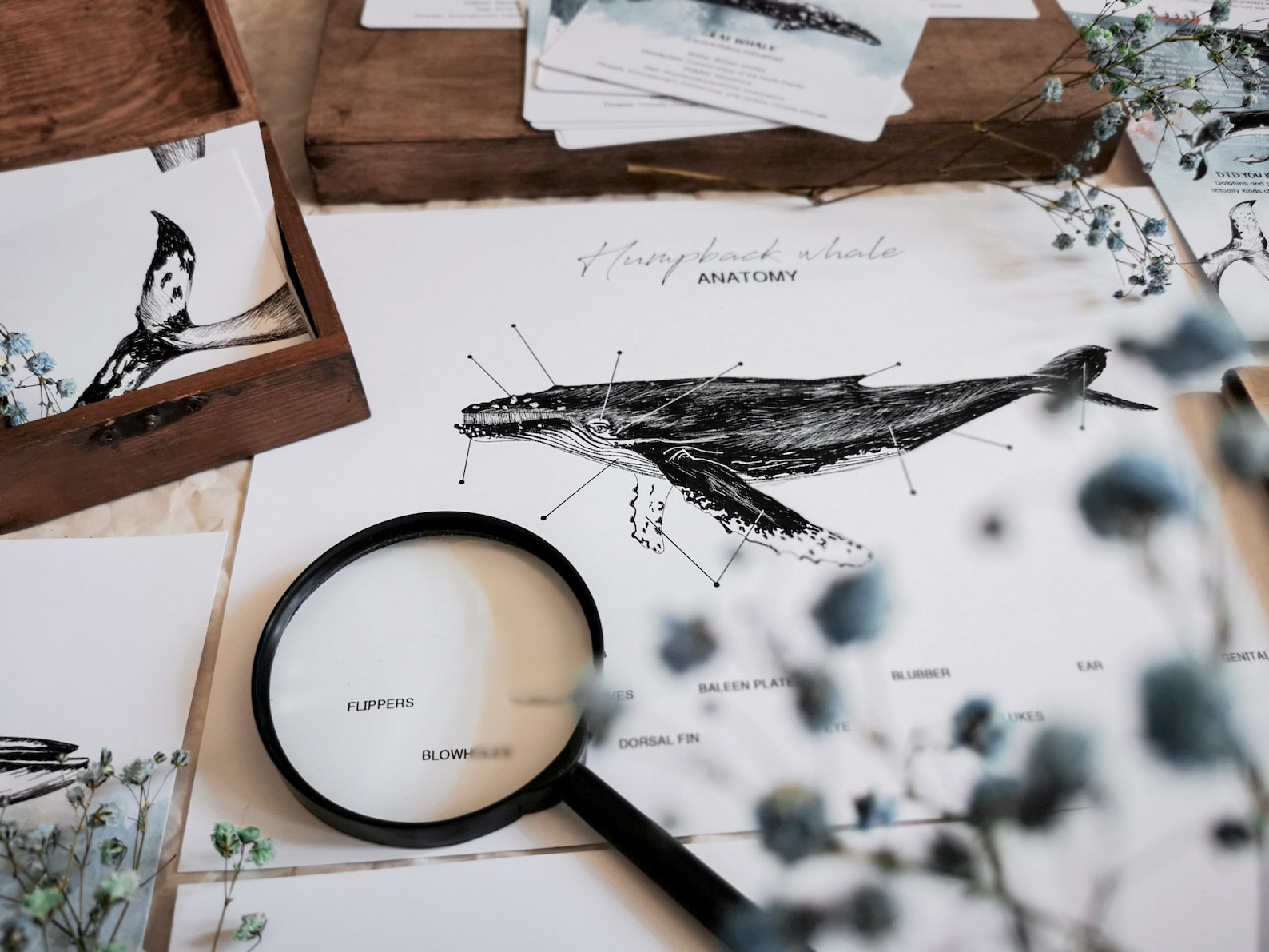 Whale Unit Study | Etsy