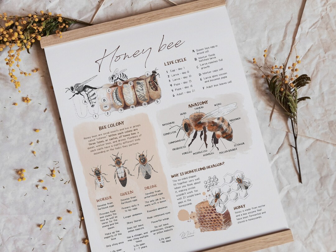 Educational Honey Bee Wall Art, Homeschool Decor, Printable Classroom ...