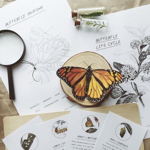 Monarch Butterfly Unit Study - 42 Pages - Etsy