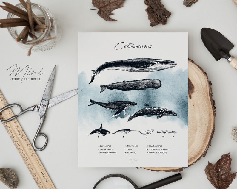 Educational Cetaceans Print for Classroom, Whale and Dolphin ...