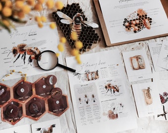 Honey Bee Unit Study Bundle, Bee Life Cycle & Anatomy, Charlotte Mason ...