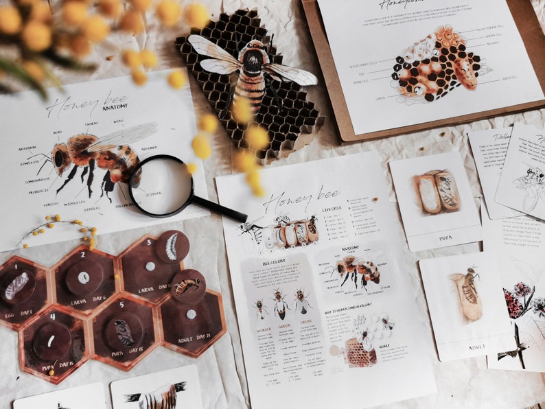 Honey Bee Unit Study - Etsy