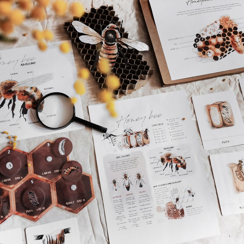 Honey Bee Unit - Etsy