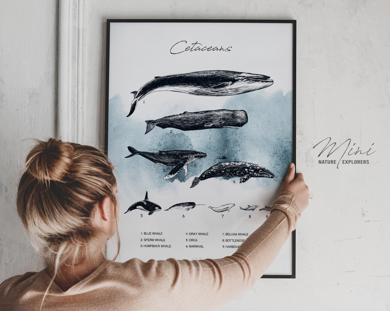 Educational Cetaceans Print for Classroom, Whale and Dolphin ...