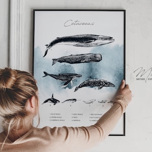 Educational Cetaceans Print for Classroom, Whale and Dolphin ...