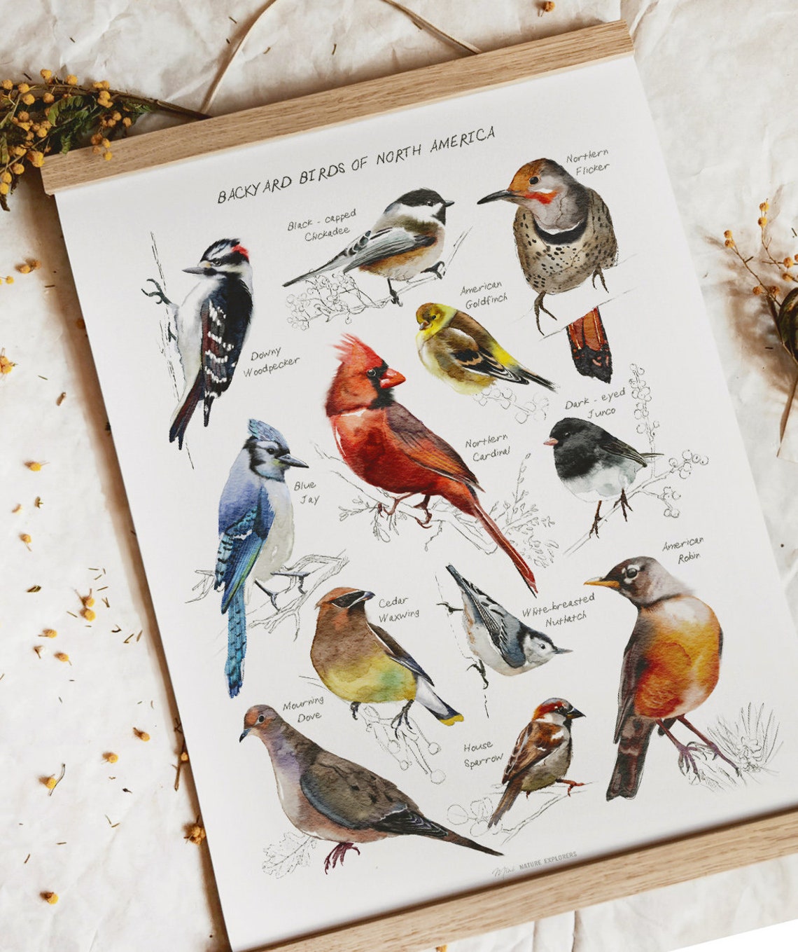 Backyard Birds of North America Poster Printable - Etsy