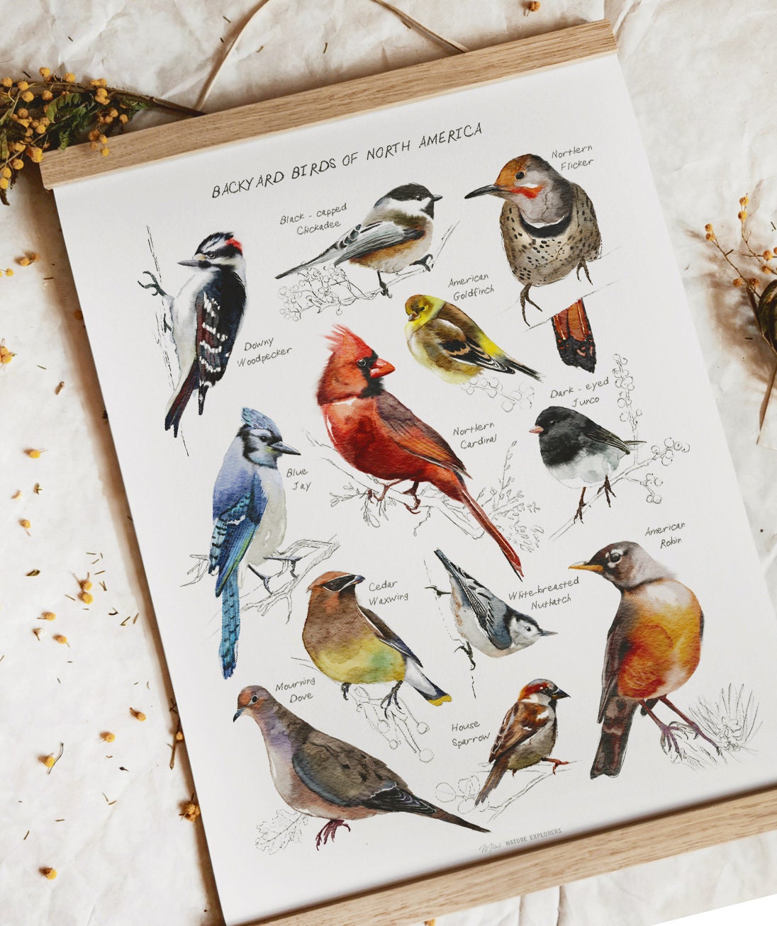 Backyard Birds of North America Poster Printable - Etsy