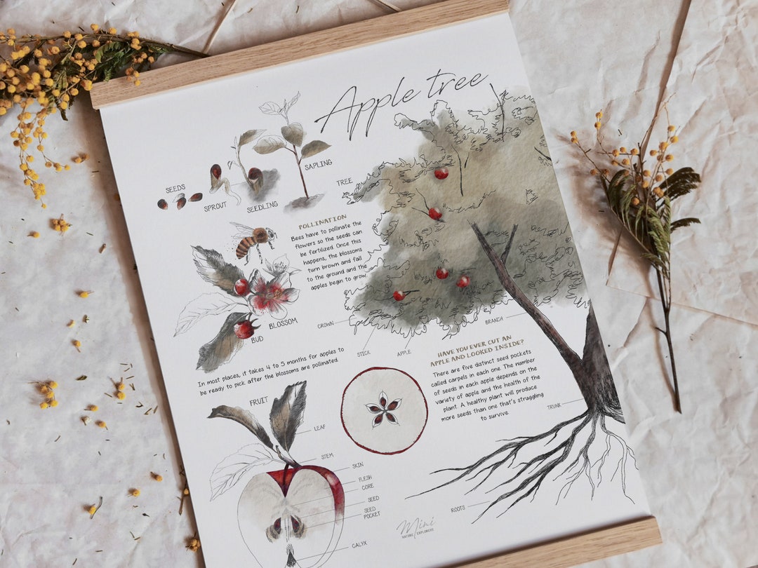 Educational Apple Tree Print for Classroom, Printable Homeschooling ...
