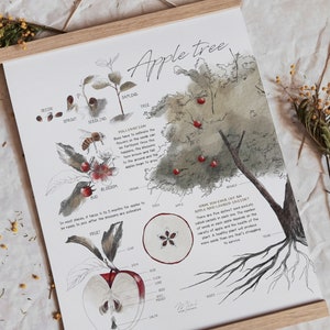 Educational Apple Tree Print for Classroom, Printable Homeschooling ...