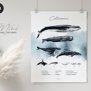 Educational Cetaceans Print for Classroom, Whale and Dolphin ...