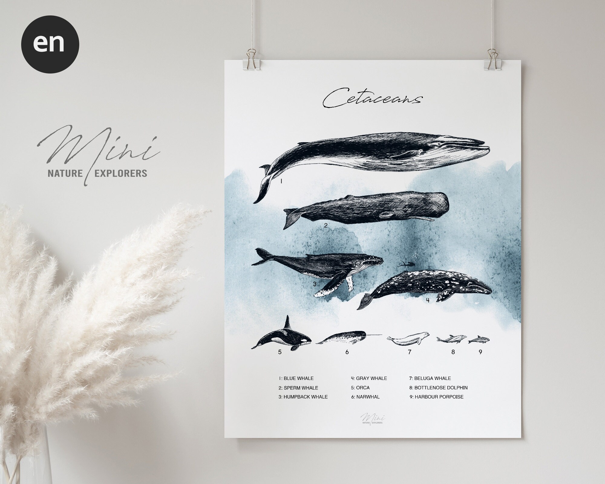 Educational Cetaceans Print for Classroom, Whale and Dolphin ...