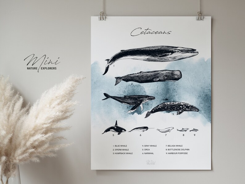 Educational Cetaceans print for classroom Whale and dolphin | Etsy