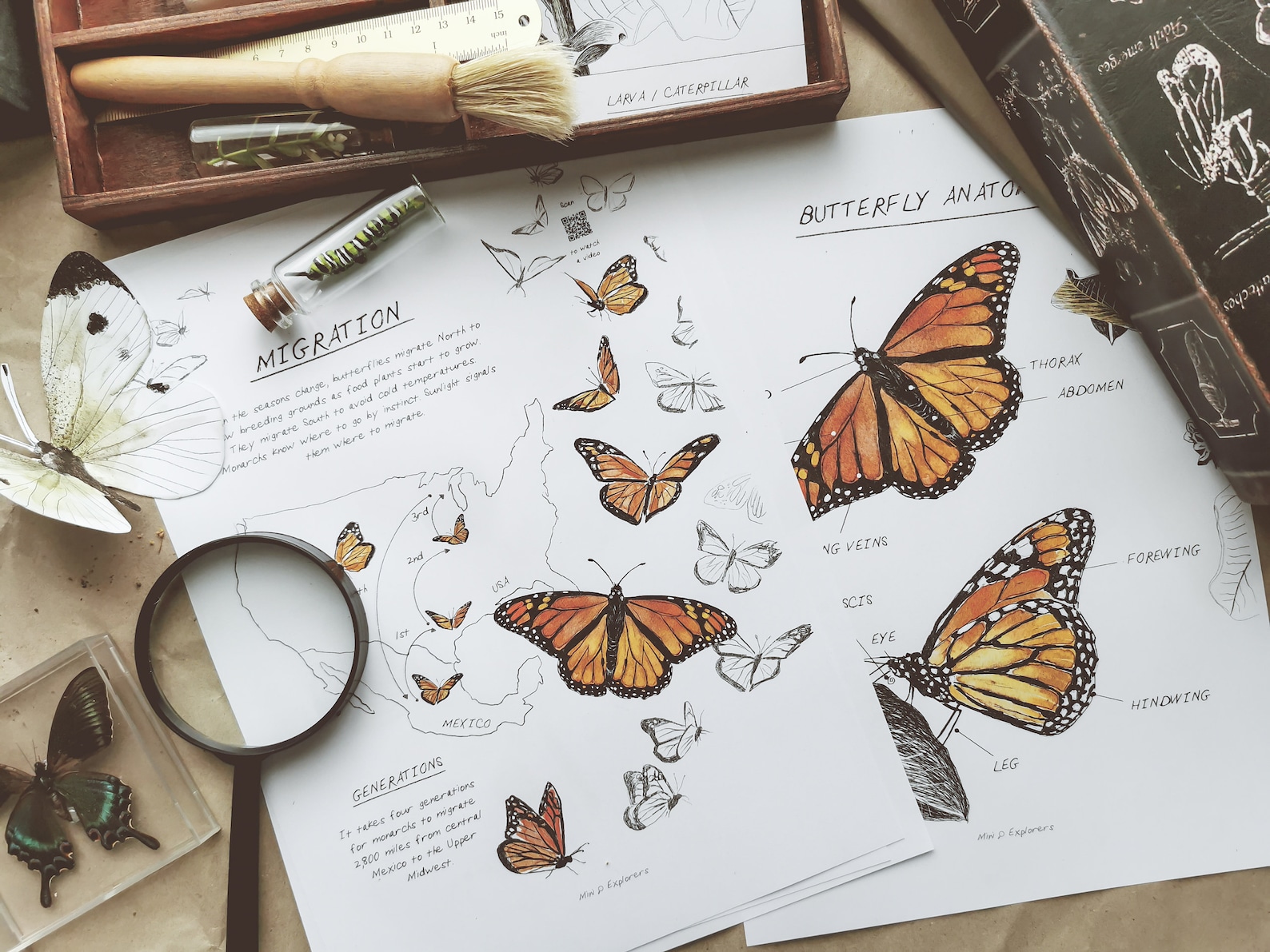 Monarch Butterfly Unit Study 42 Pages - Etsy